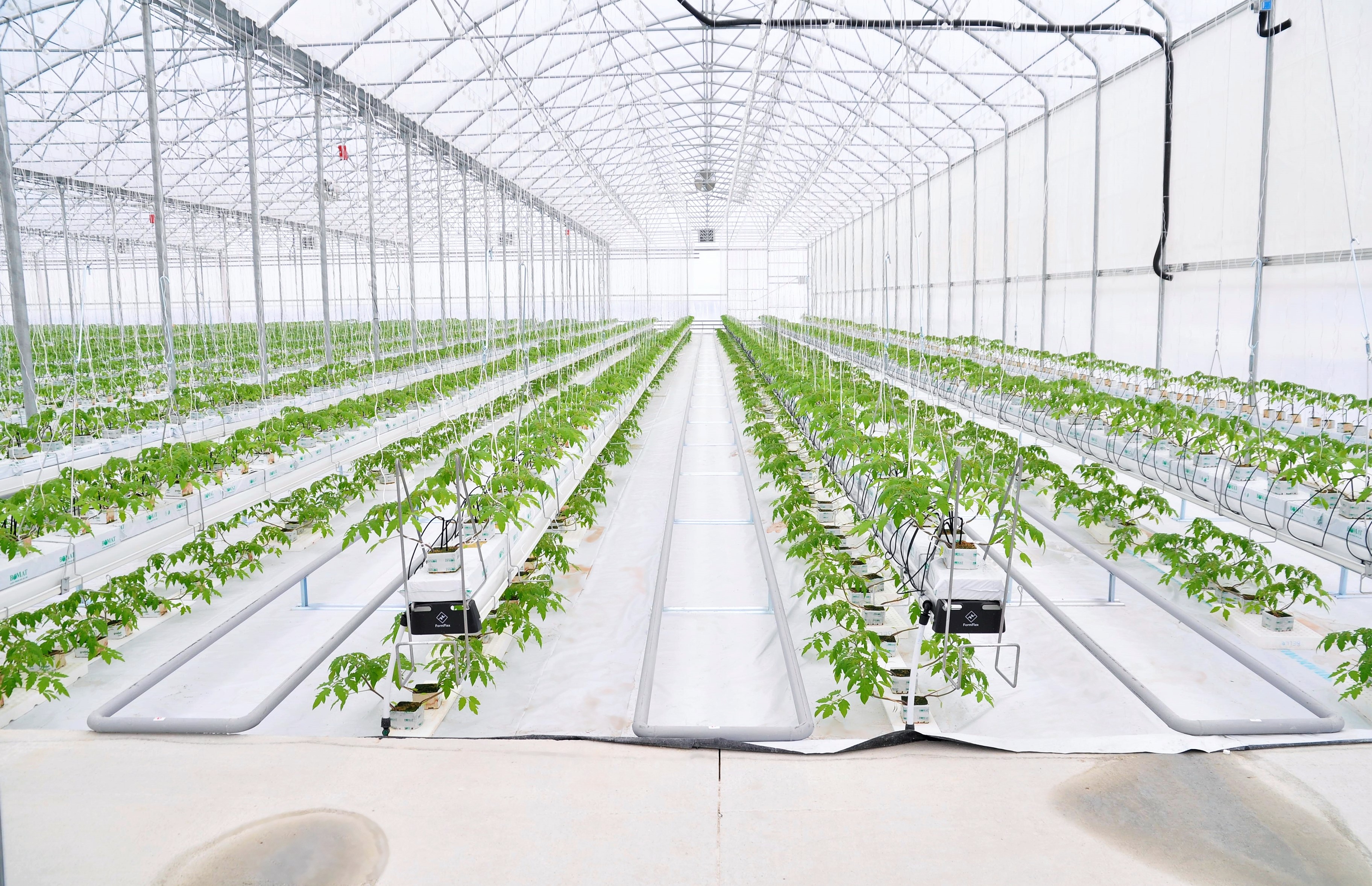 Fertigation In The Greenhouse